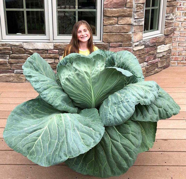 Information for Students – Bonnie Plants Cabbage Program