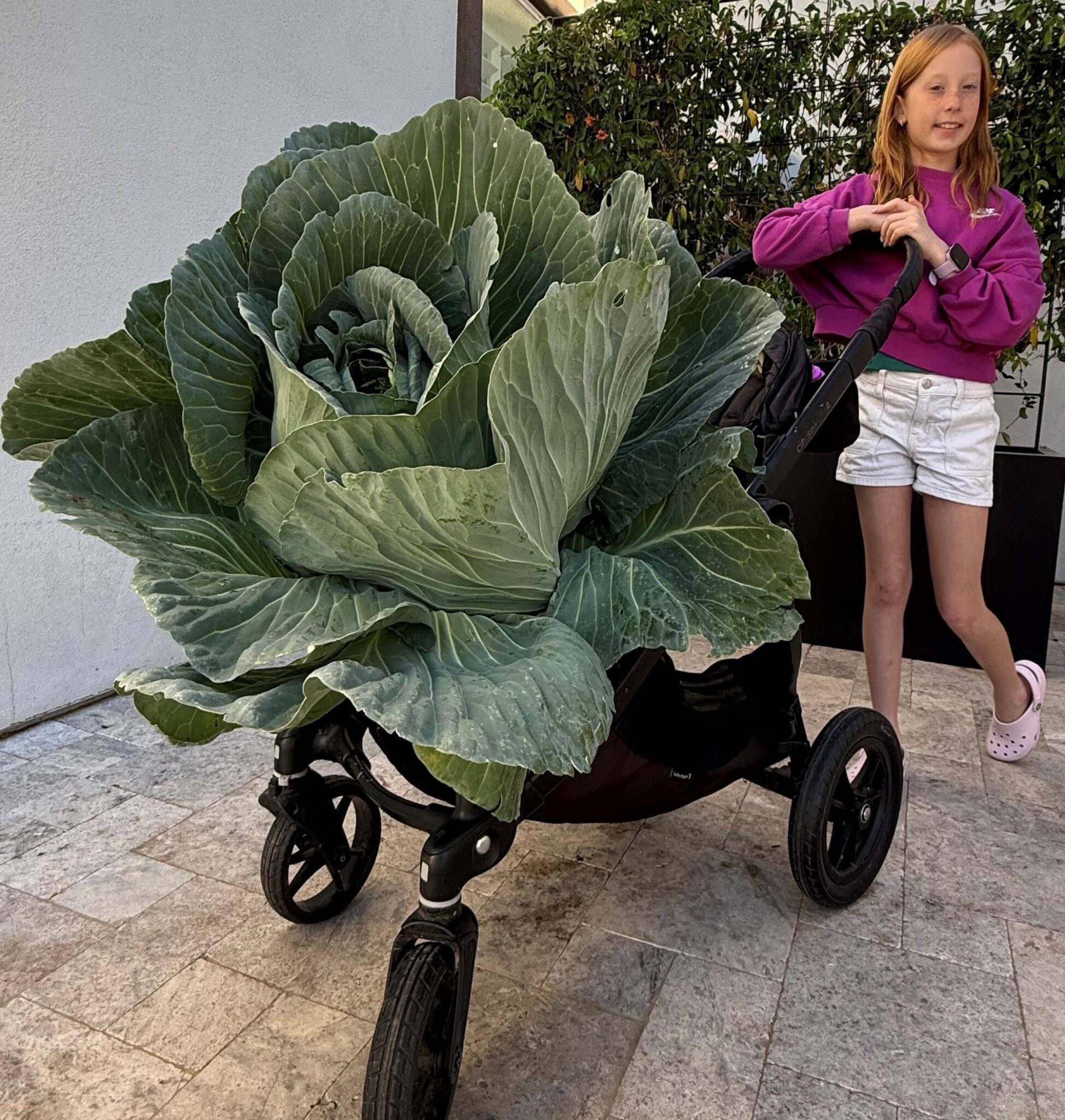 Beth Hall – Bonnie Plants Cabbage Program